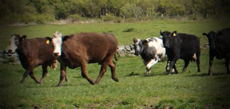 Blog Killer Cows