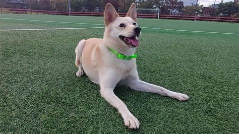 개장에 살고 있는 공장 진돗개를 운동장에 데리고 가서 풀어주고 육포를 주니 기분이 좋아서 웃음이 만발한다 영도야~자유롭게 뛰어노니 좋지 Youtube