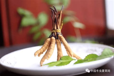 中国虫草看青海青海虫草看玉树玉树虫草好在哪 冬虫夏草 不知道 营养