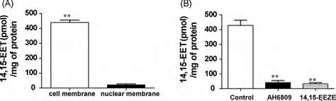 14 15 Eet Binding On Membrane Proteins Of Rat Mesenteric Arterial