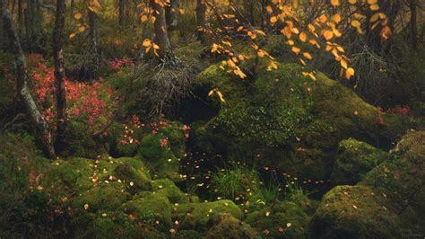 Prairiegrasses On Tumblr