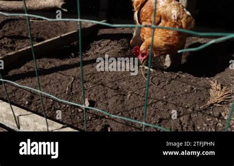 Chicken Eating Worm Stock Videos And Footage Hd And 4k Video Clips Alamy