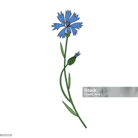 장식 옥수수 꽃 Knapweed 벡터 손으로 그린 잉크 일러스트 는 흰색 화려한 꽃 꽃 꽃 잎 낙서 스케치 디자인 허브 차