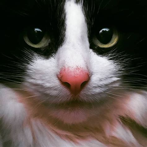 Кошка Соня и привет от неё R Rusaskreddit