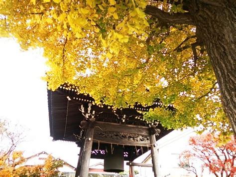 鎌倉市観光課 On Twitter 鎌倉駅東口から徒歩5分の本覚寺では黄葉のイチョウがまだ見られます。大晦日には一般の方が除夜の鐘をつく