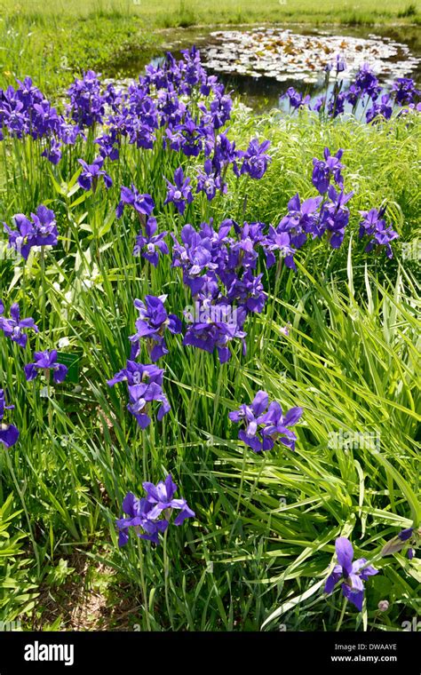 Siberian Iris Hi Res Stock Photography And Images Alamy