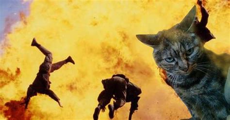 Explosion Behind Cat Imgur