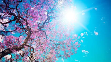 Cherry Blossom Desktop Wallpapers Wallpaper Cave