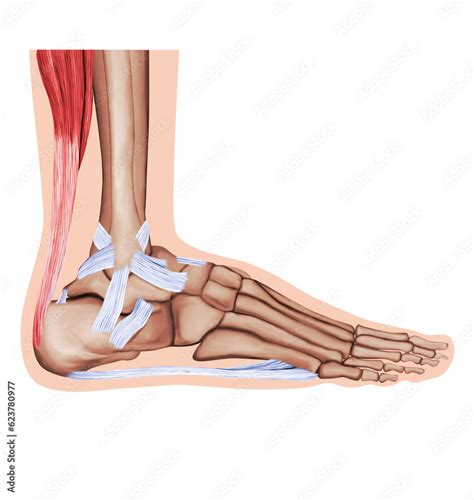 Ankle Joint Tendons Ankle Joint Foot Anatomy Medical Illustration White