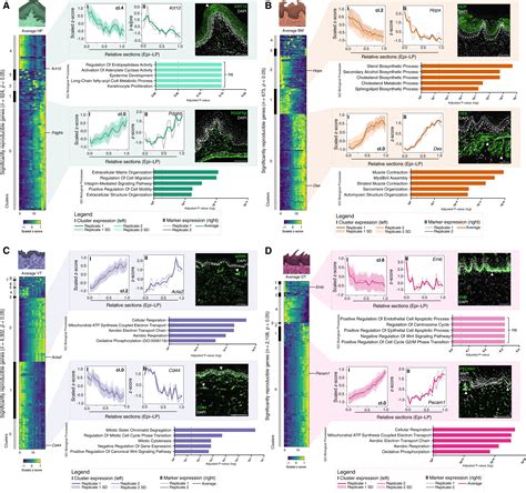Spatial Transcriptomics Reveals Molecular Cues Underlying The Site