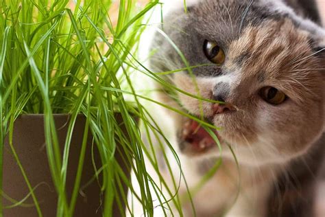 Grass Seed Infection In Dogs And Cats Prevent It Pd Insurance Nz