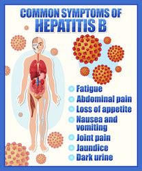 Informative Poster Of Common Symptoms Hepatitis B Vector Image