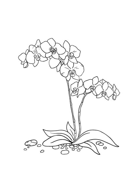 Orchid To Print Färbung Seite Kostenlose Druckbare Malvorlagen Für Kinder