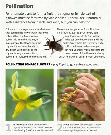 How To Pollinate Your Tomato Plants