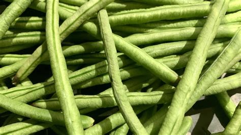 Snake Bean Prices Sky High For Nt Farmers Abc Listen