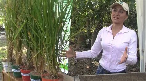 Las Buenas Practicas Agricolas En El Cultivo De Arroz 42 Off