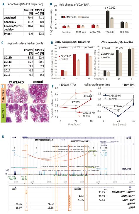 The Long Non Coding Rna Cancer Susceptibility 15 Casc15 Is Induced
