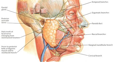 Netter 019a Facial Nerve Facial Nerve Facial Anatomy Cranial Nerves