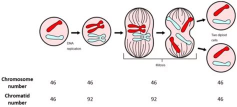 Chromosomes Form During What Phase Of Mitosis