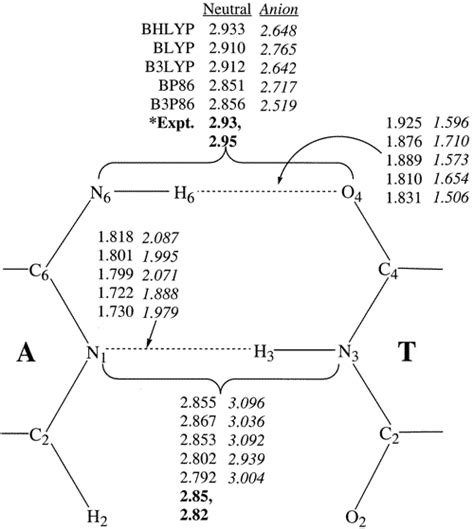 Adenine Thymine Base Pair Structure