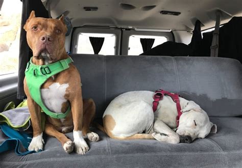 What Countries Are Pitbulls Legal In