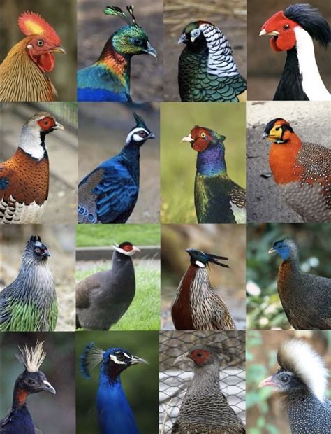Exotic Bird Collage