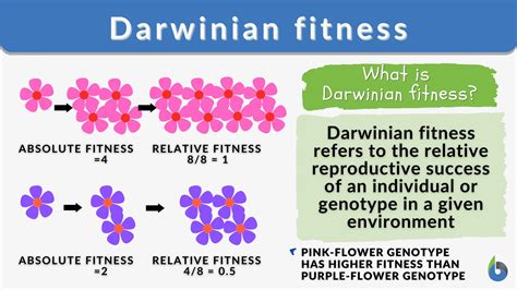 Darwinian Fitness Definition And Examples Biology Online Dictionary