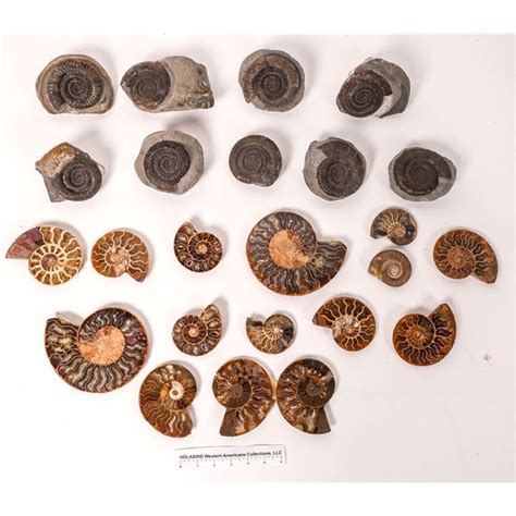 Nautilus Fossils 24 147887