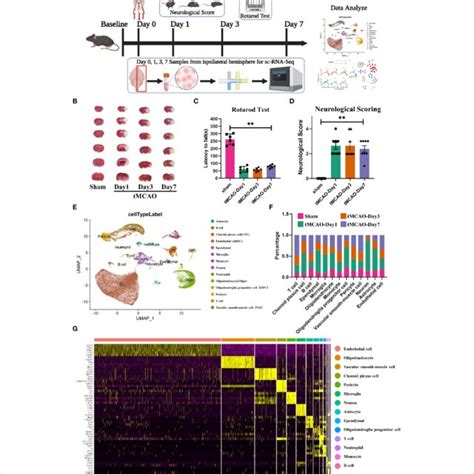 Overview Of Conventional Scrna Seq Analysis And Scstar Analysis Of