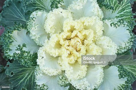브라시카 올레라케아 Var Acephala F 삼 색 0명에 대한 스톡 사진 및 기타 이미지 0명 1월 가나가와 Istock