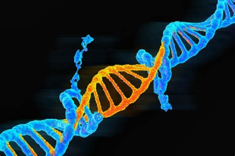 May Genetic Study News And Features University Of Bristol