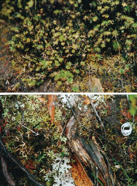 Borya Mirabilis Field Site A Healthy Borya Mirabilis And B