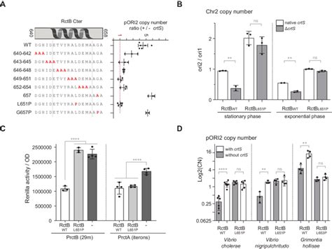 The C Terminal Tail Of Rctb Is Essential For The Control Of Chr2