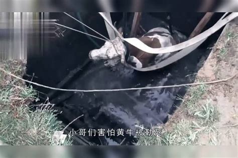 老牛掉入深井被困，老外使出浑身解数救牛，最终能解救成功吗