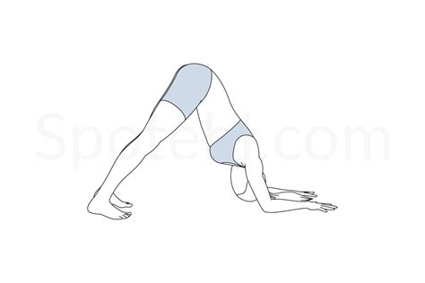Dolphin Pose