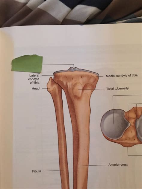 Right Fibula And Tibia Flashcards Memorang