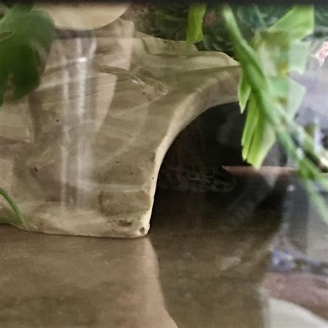 “what Do You Want Mom” R Leopardgeckos