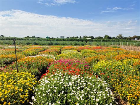 คอสมอสราคาถูกจัดส่งทั่วประเทศ เมล็ดพันธ์ุ ดอก คอสมอส พร้อมจำหน่ายแล้วนะครับ Facebook