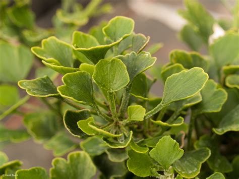 Ginkgo Biloba Chris Dwarf Herrenkamper Gärten Pflanzenraritäten
