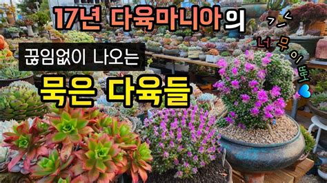 17년 다육마니아의 묵은 다육은 언제가 끝일까🧐ㅣ보서愛다육원010 2101 8770ㅣ신쌤의다다육선多肉植物 Succulent たにくしょくぶつ Youtube