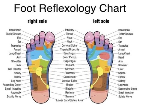 Unlock The Power Of Foot Rubs Free Reflexology Chart Guide Artofit