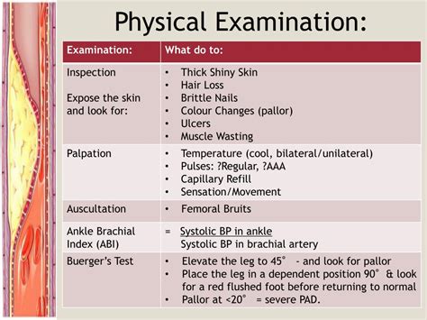 Ppt Peripheral Vascular Disease Acute And Chronic Limb Ischemia