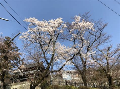 関市とその近郊の桜の名所お花見スポットの開花状況
