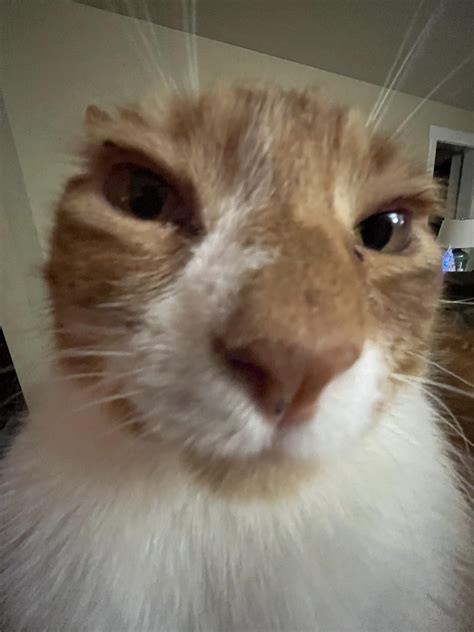 Goofy Cat R Cats