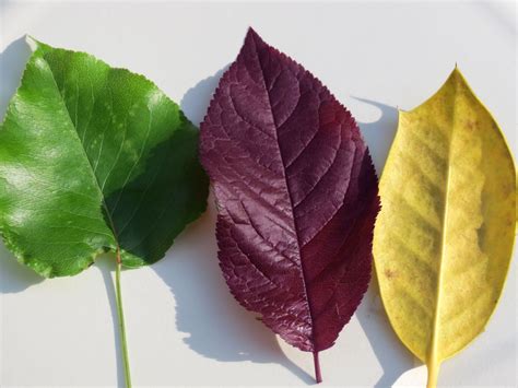 Pin By Natasha Macfarlane On Split Complementary Colour Scheme Split