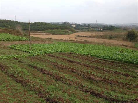 水浇地 新型 菜地 第11页 大山谷图库