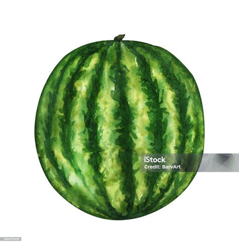 수채화 통수멜론 흰색 배경에 고립 된 잘 익은 여름 열대 과일의 손으로 그린 그림 0명에 대한 스톡 벡터 아트 및 기타 이미지 0명 건강한 생활방식 건강한 식생활