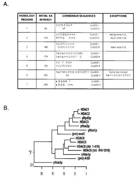 Sequence Analysis Suggests That Hdac Enzymes Have Diverged Into Two