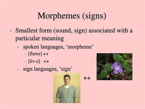 Ppt Morphology Morphological Analysis Powerpoint Presentation Free