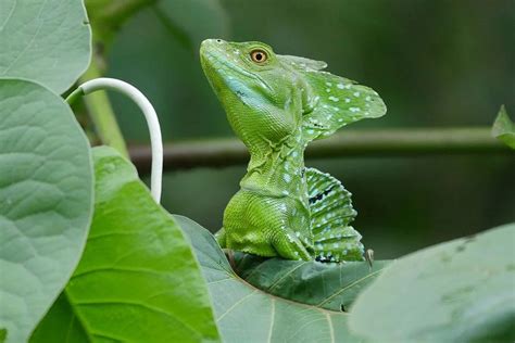 Basilisk Lizard Characteristics Diet Facts And More Fact Sheet
